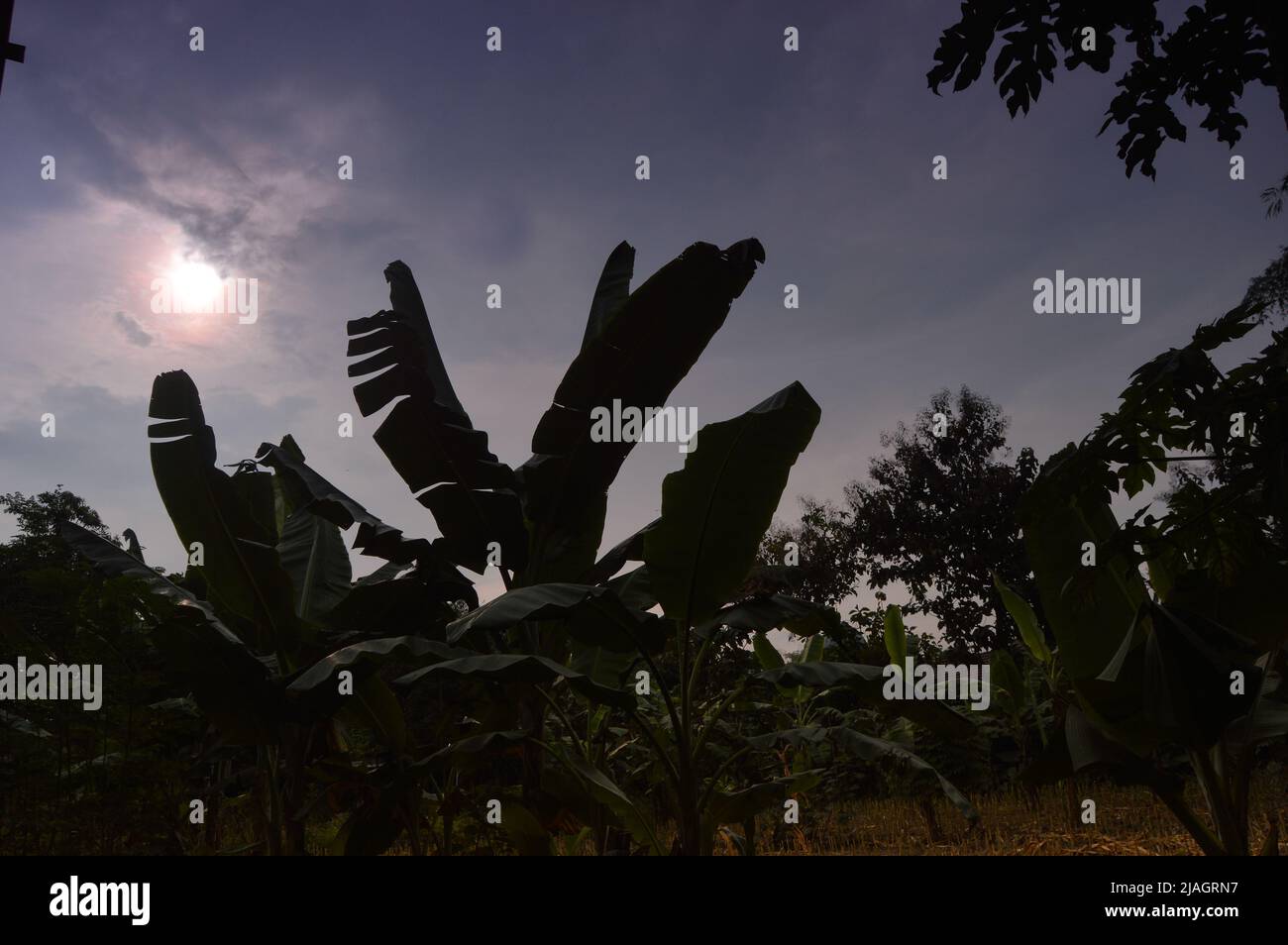 Country clearing in morning sun hi-res stock photography and images - Alamy
