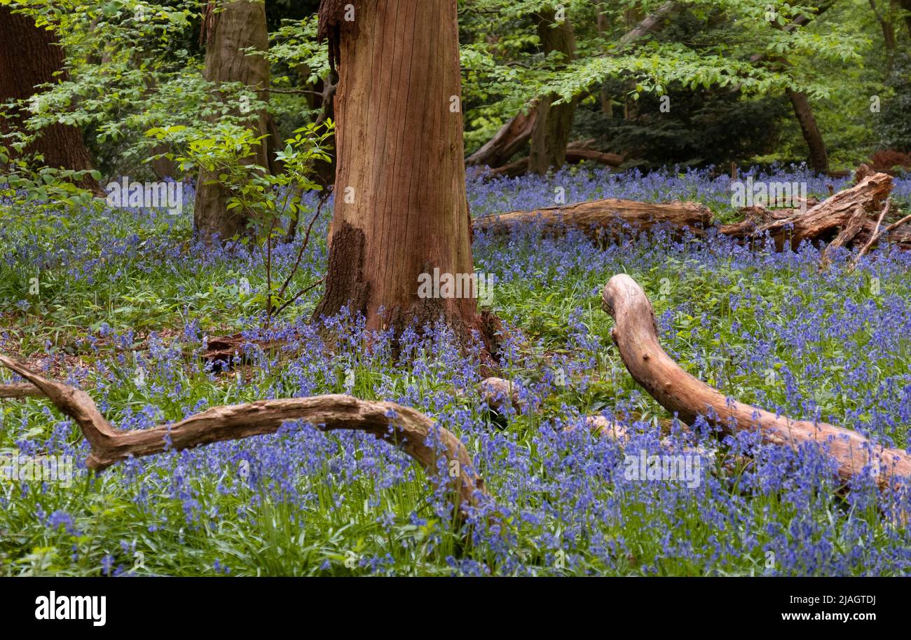 Highgate woods during the bluebell blossom,London,UK Stock Photo - Alamy