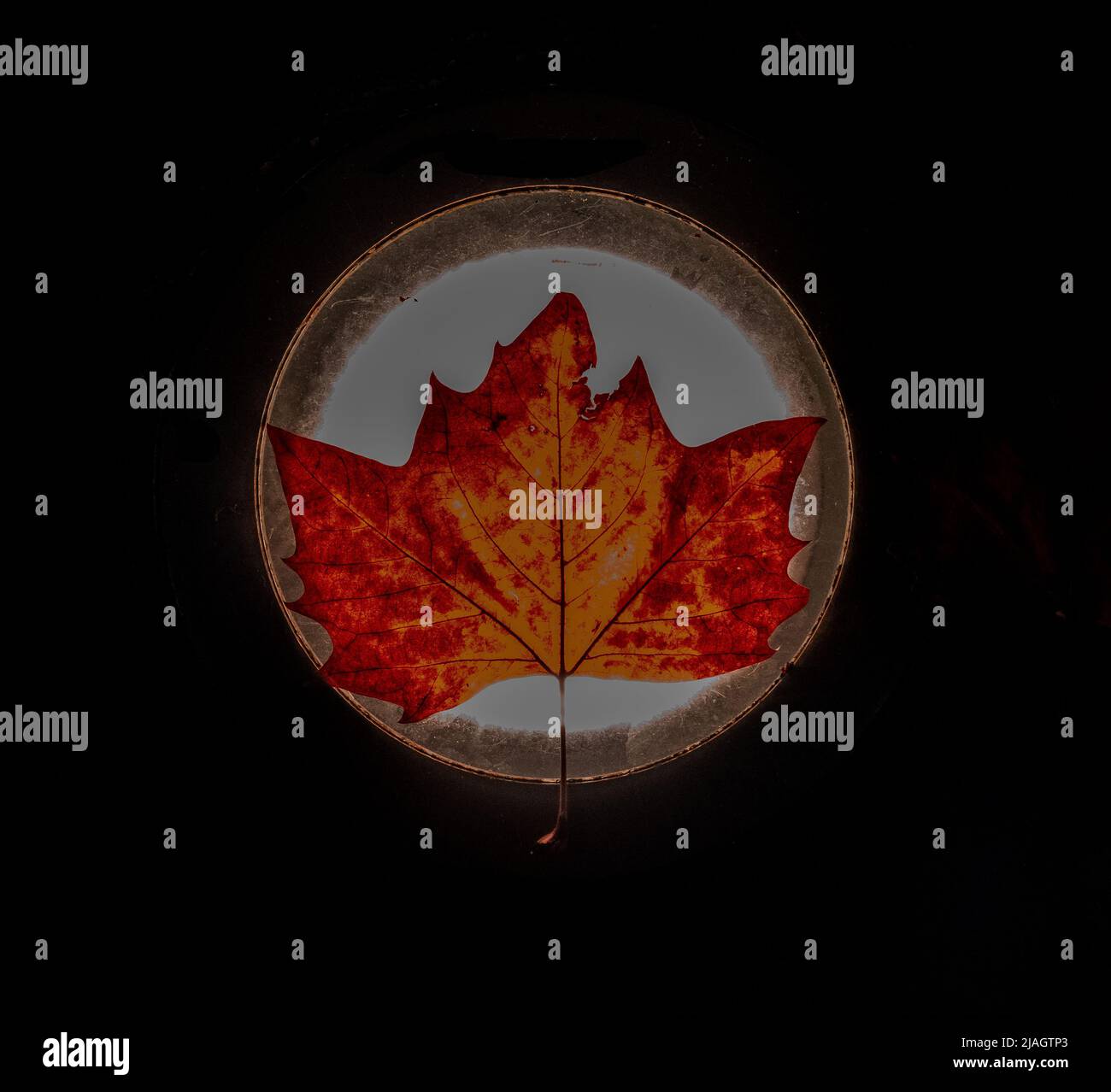 Seasonal vector hi-res stock photography and images - Alamy