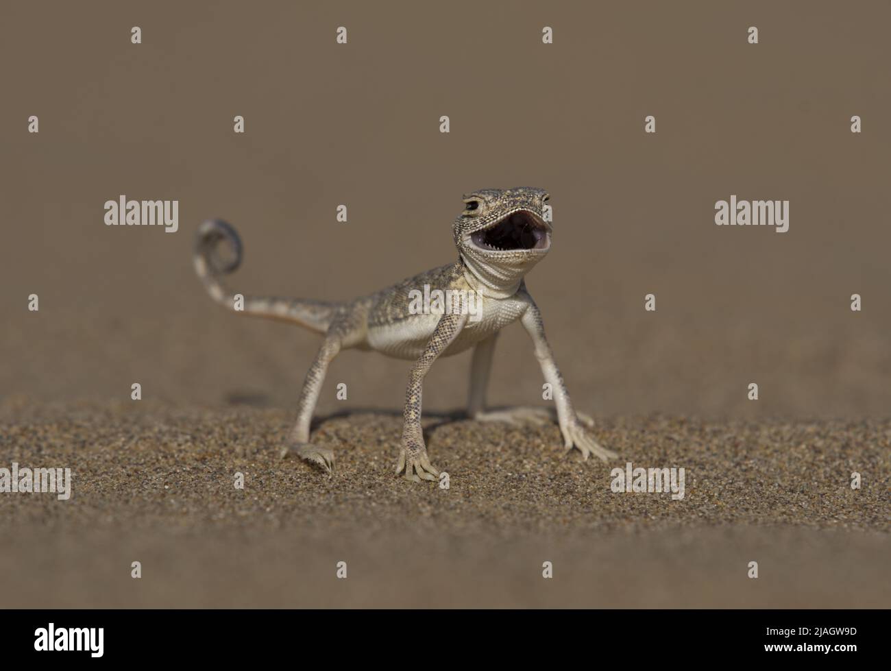 Arabian toad headed agama hi-res stock photography and images - Alamy