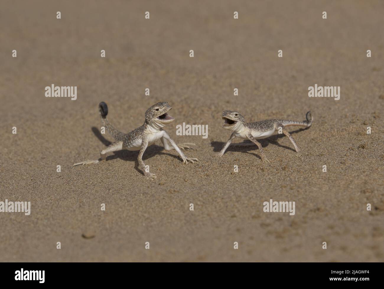 Arabian toad headed agama hi-res stock photography and images - Alamy