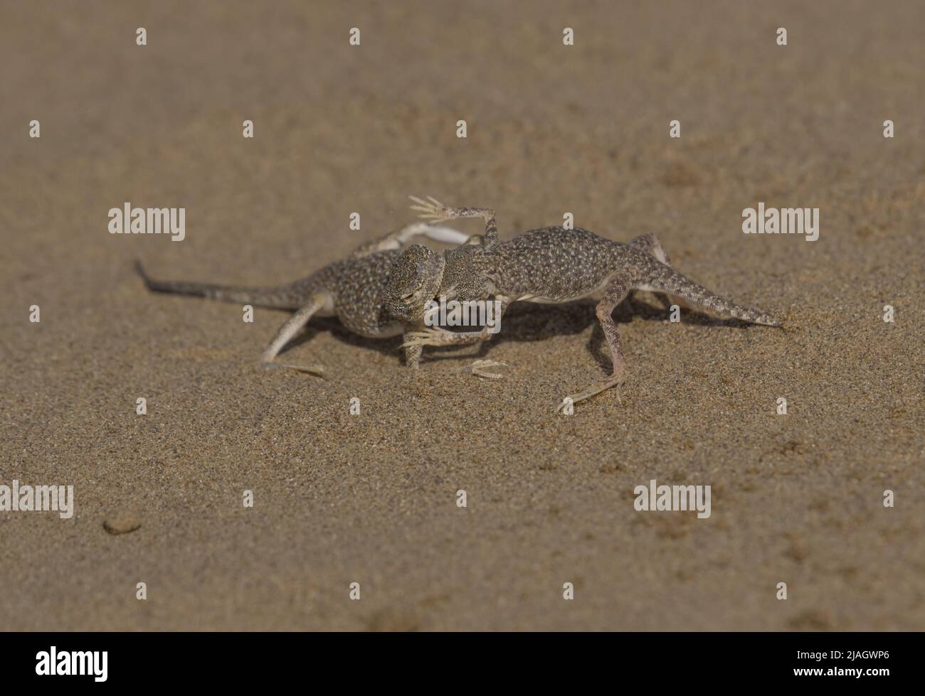 Toad headed agama phrynocephalus arabicus hi-res stock photography and ...