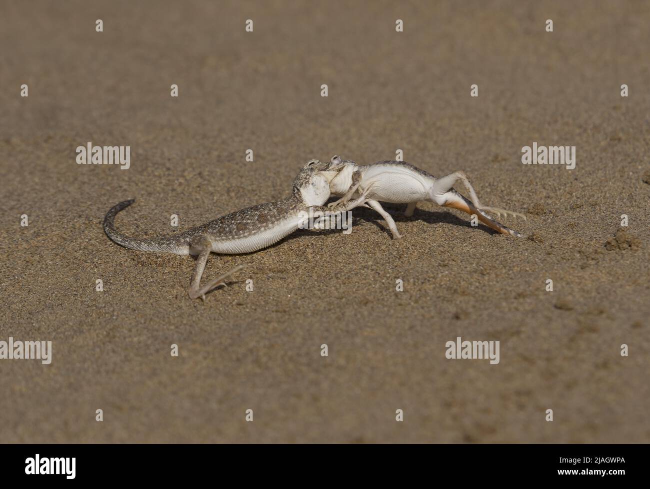 Arabian toad headed agama hi-res stock photography and images - Alamy