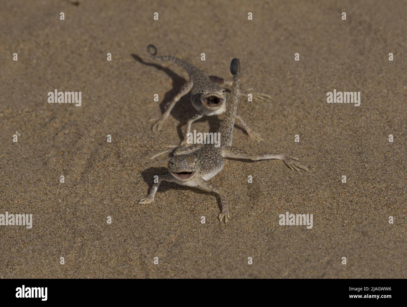 Arabicus hi-res stock photography and images - Alamy