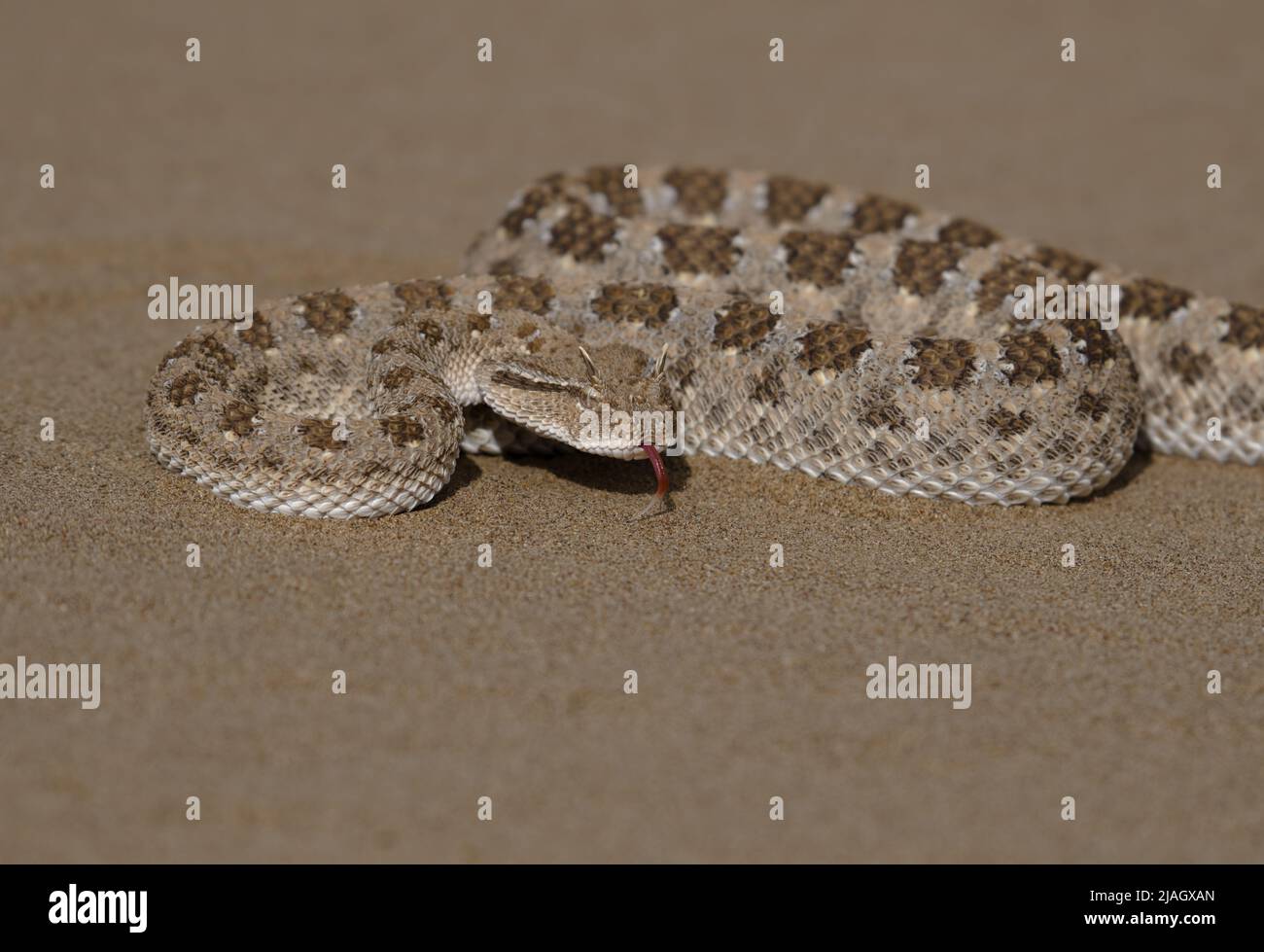 Cerastes cerastes, commonly known as the Saharan horned viper or the ...