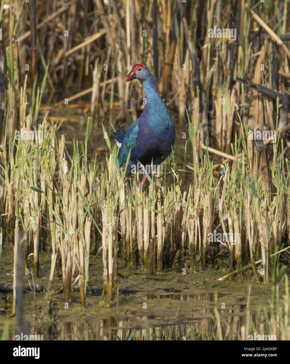 The western swamphen (Porphyrio porphyrio) is a swamphen in the rail ...