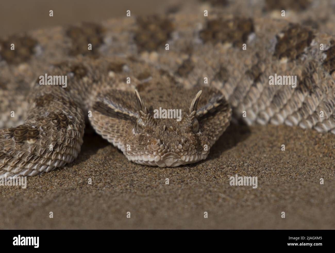 Cerastes cerastes, commonly known as the Saharan horned viper or the ...
