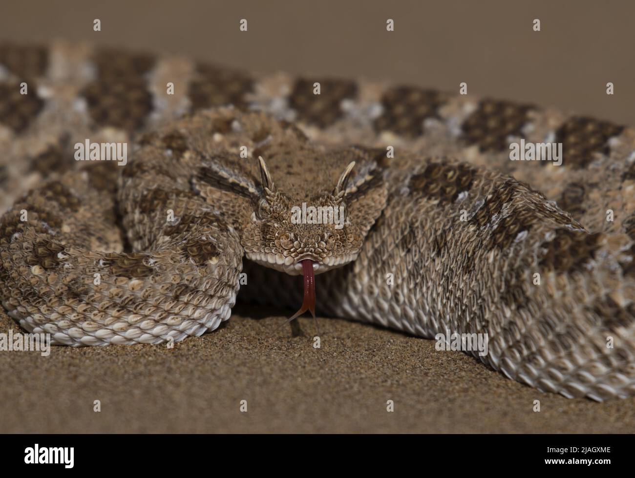 Cerastes cerastes, commonly known as the Saharan horned viper or the ...