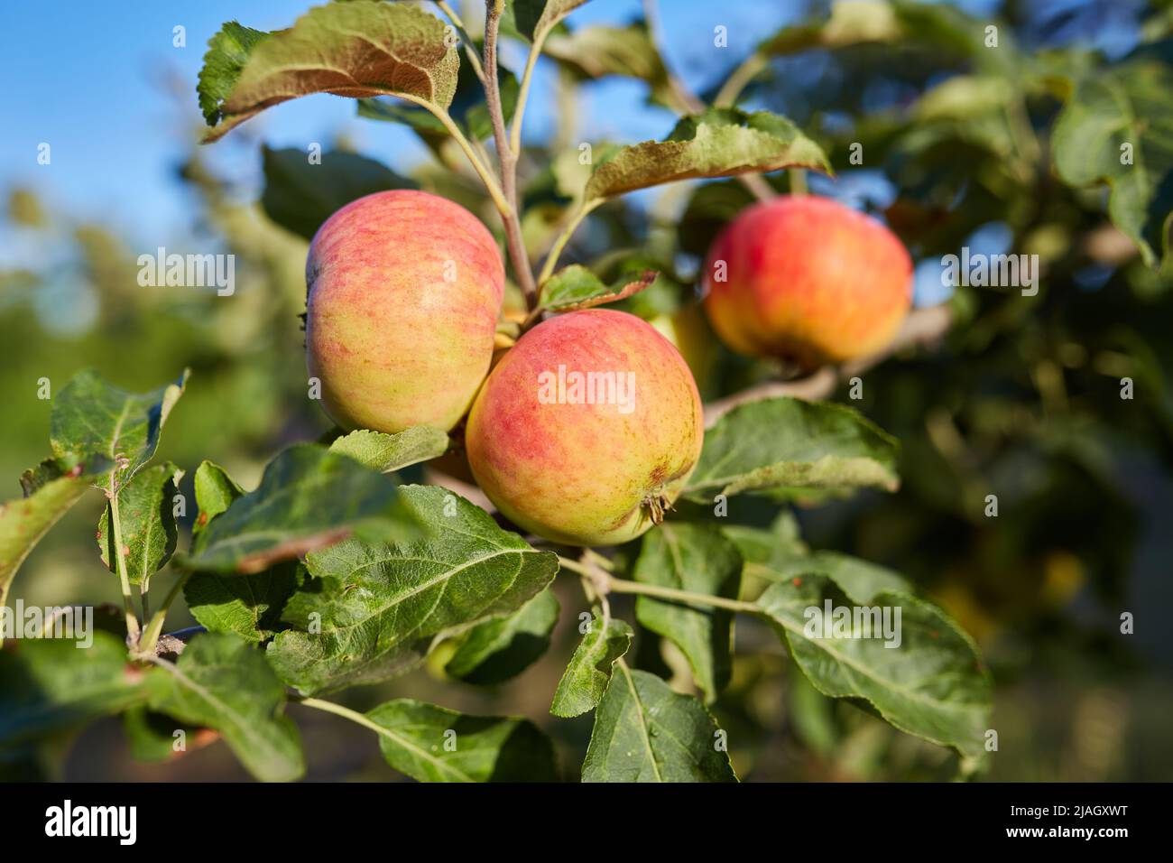 Autumn day. Rural garden. In the frame ripe red apples on a tree. It's ...