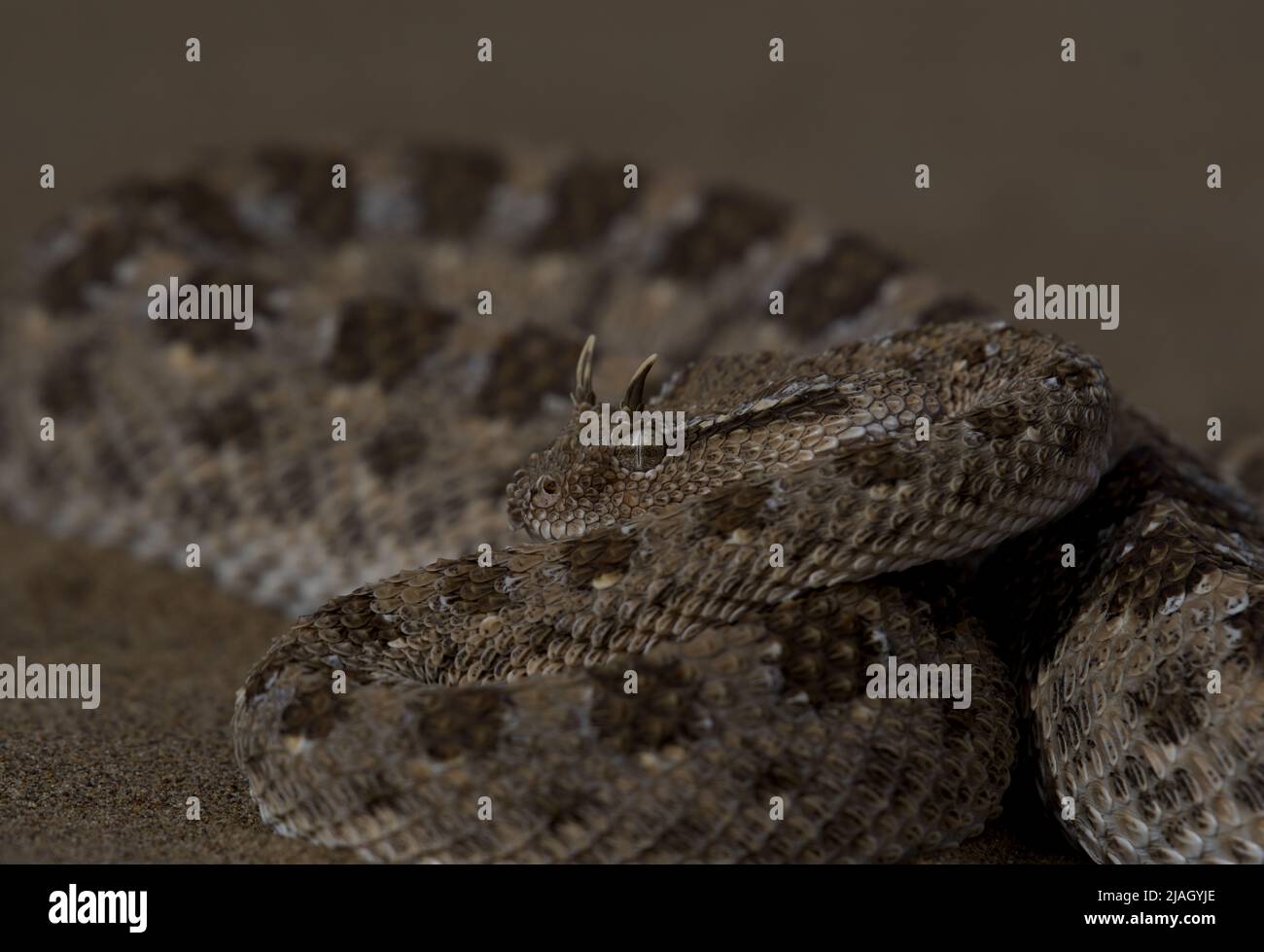 Cerastes cerastes, commonly known as the Saharan horned viper or the ...