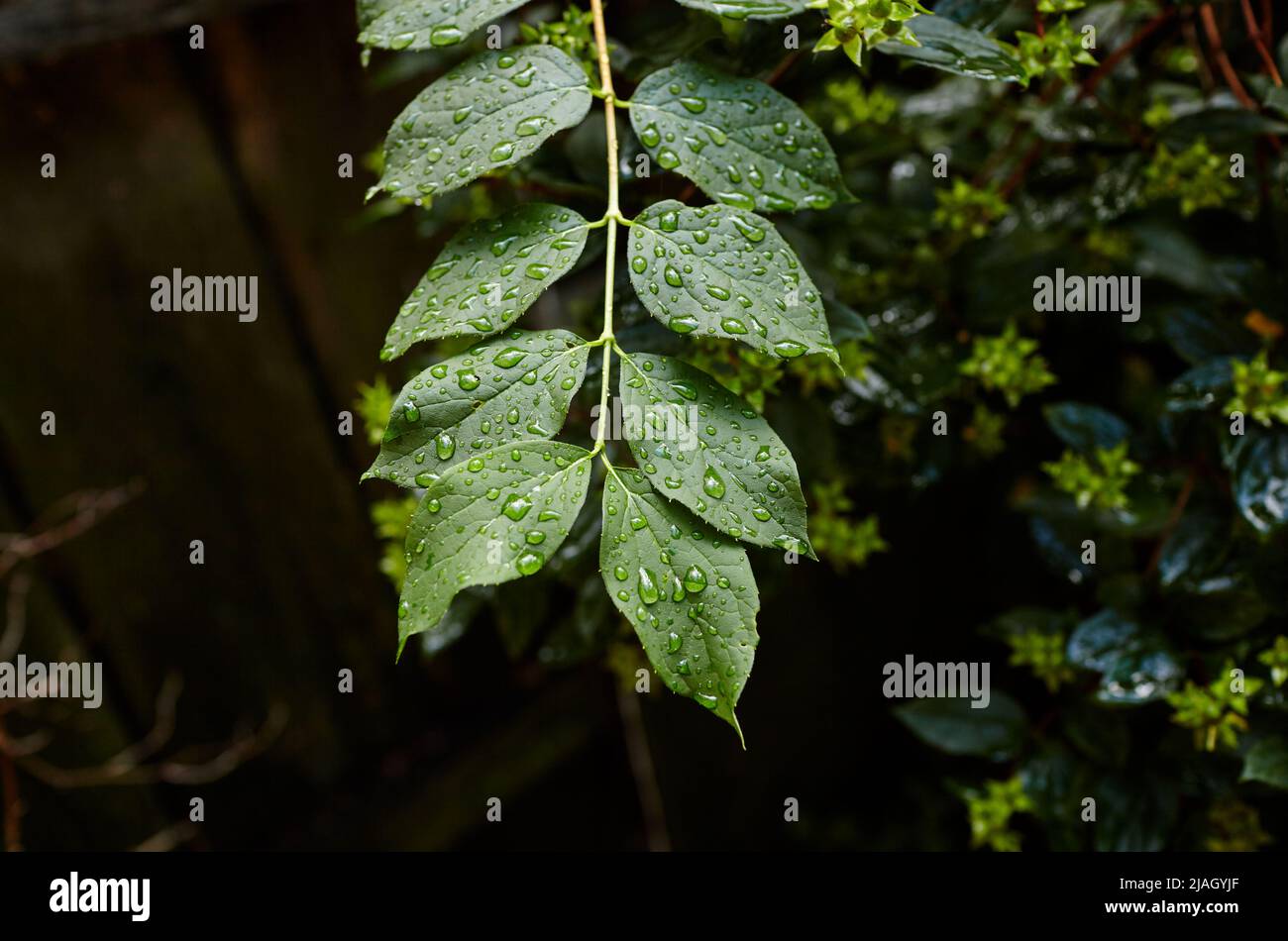 Raindrops on the leaves of a tree. Green leaves with water drops ...