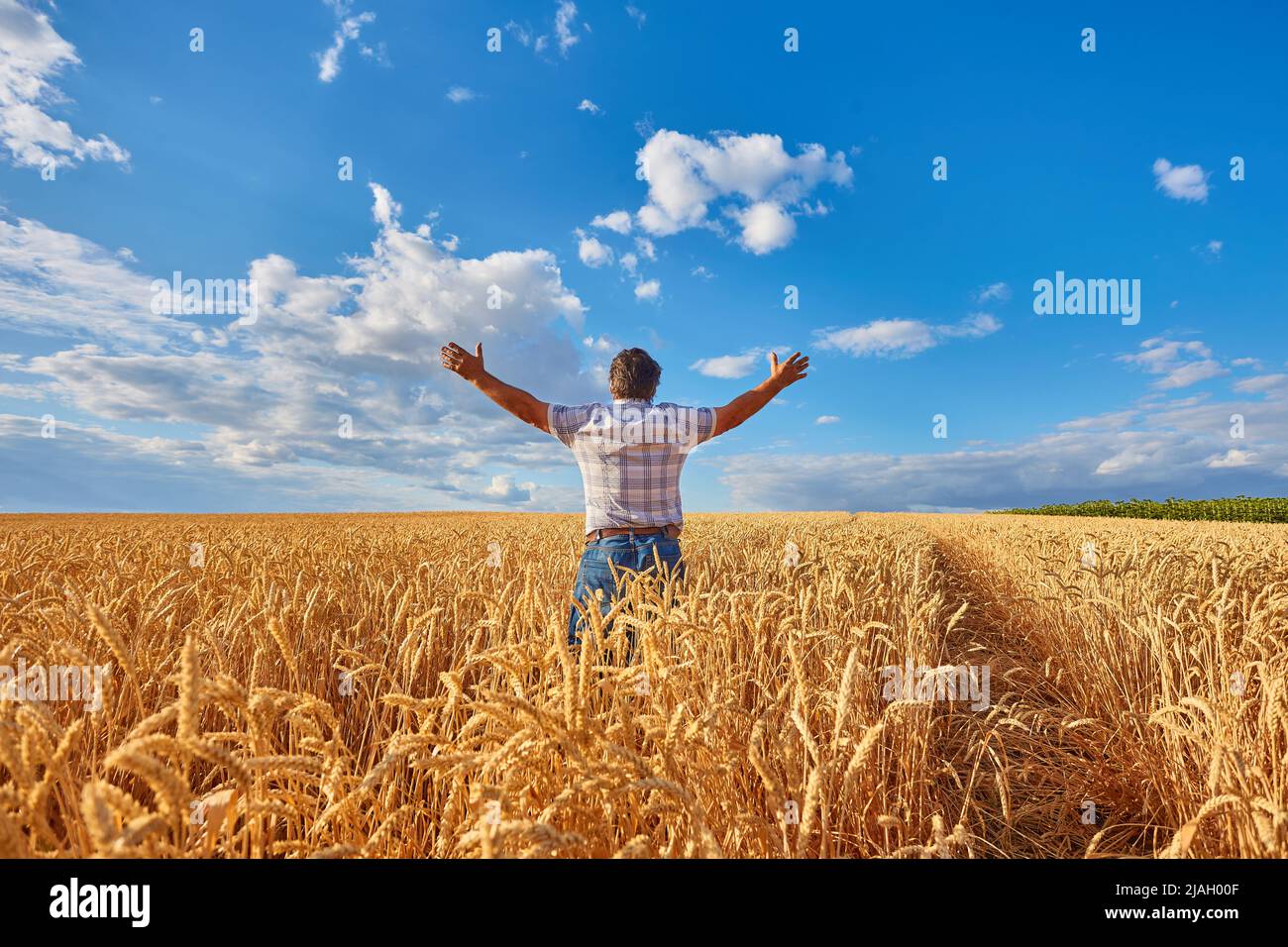Happy farmer proudly standing in wheat field. Agronomist wearing ...