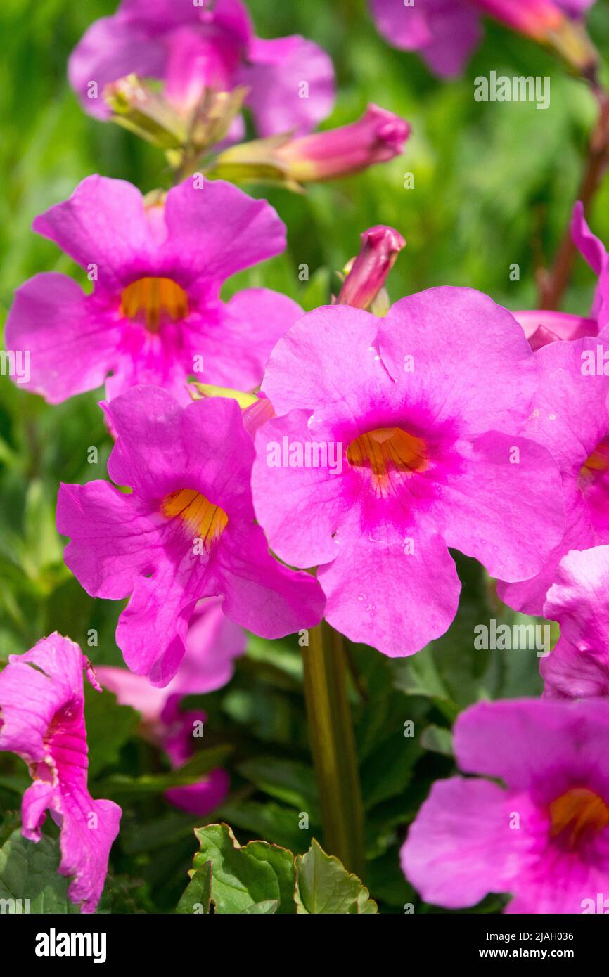 Incarvillea delavayi, Hardy Gloxinia, Pink, Flowers, Close up, Flower ...