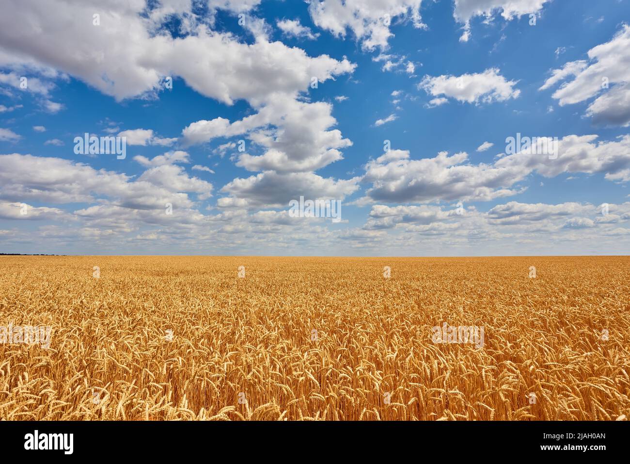 Yellow grain ready for harvest growing in a farm field Stock Photo - Alamy