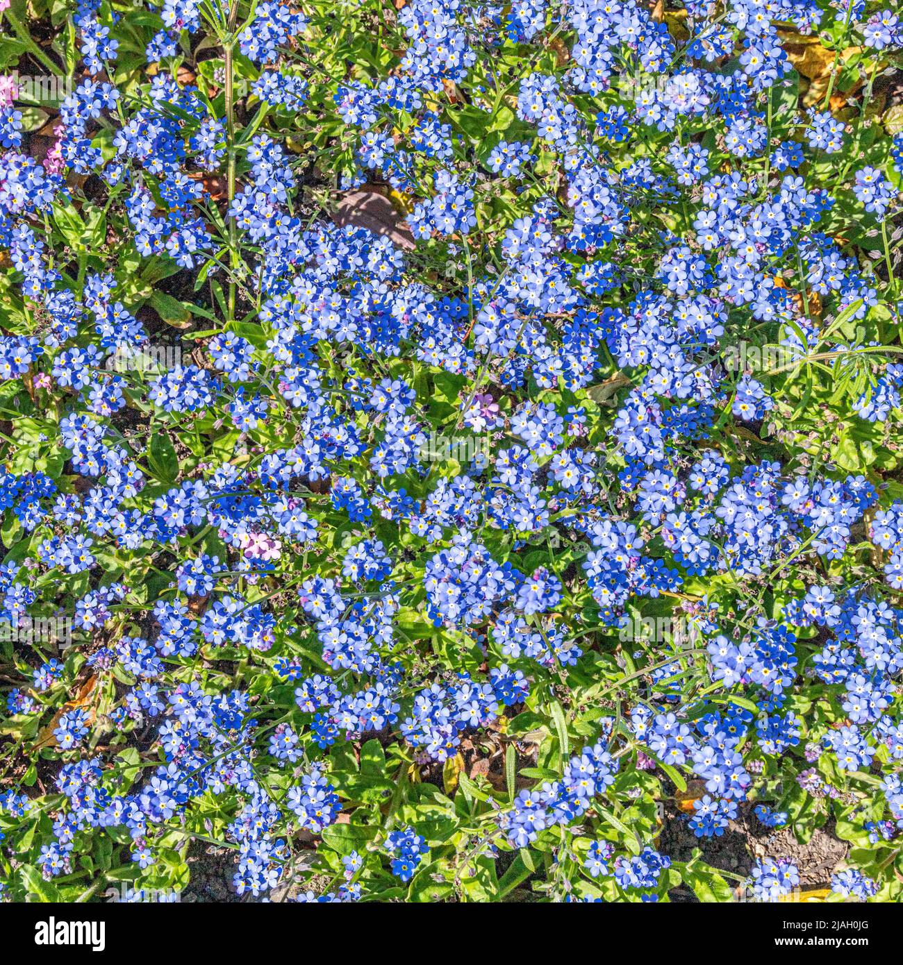 Small blue flowers, Forget Me Not Stock Photo - Alamy