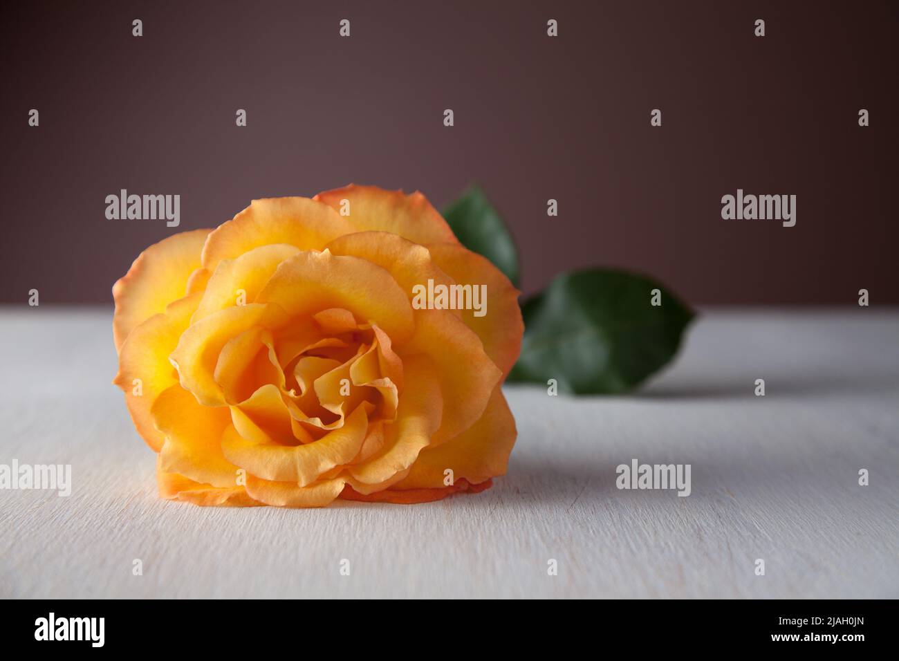 Yellow and orange rose laying one white wood textured tabletop with ...