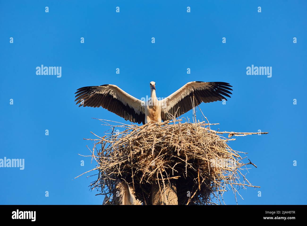 storks and sparrows in the stork's nest landscape Stock Photo - Alamy