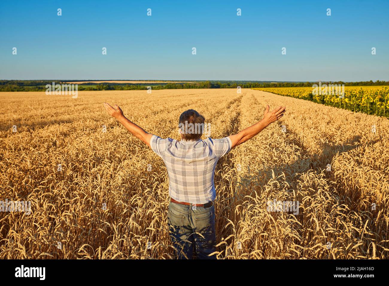 Happy farmer proudly standing in wheat field. Agronomist wearing ...