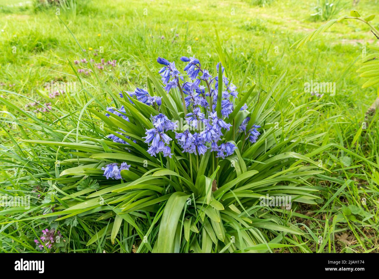 Bluebells in sea of green Stock Photo - Alamy