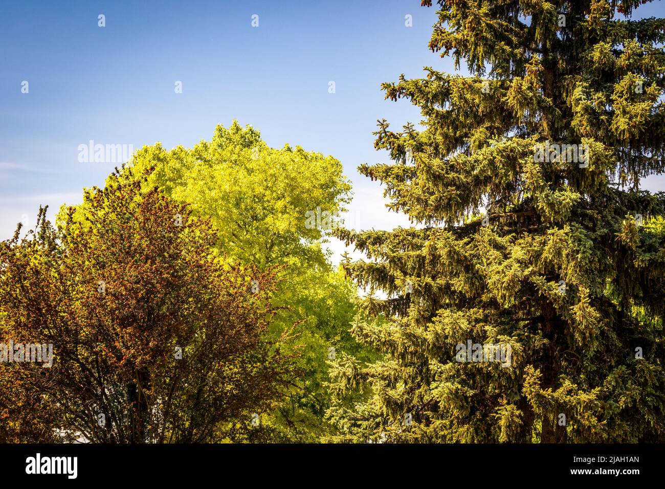 The colors of trees in early spring Stock Photo - Alamy