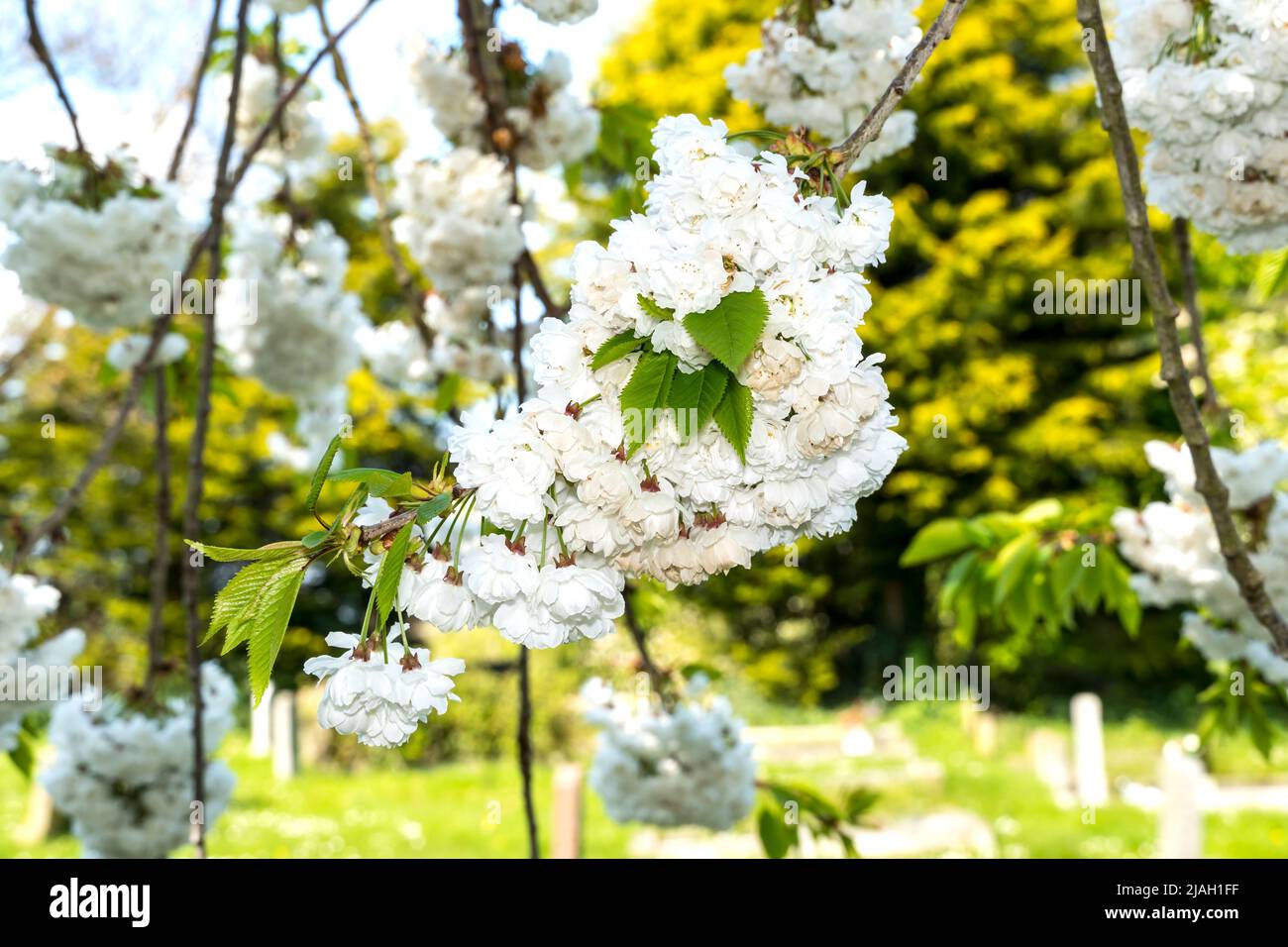 Wild cherry tree hi-res stock photography and images - Alamy