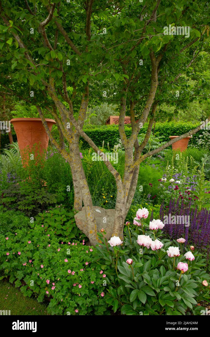 A boulder held in the multi-stemmed trunk of Carpinus betulus ...