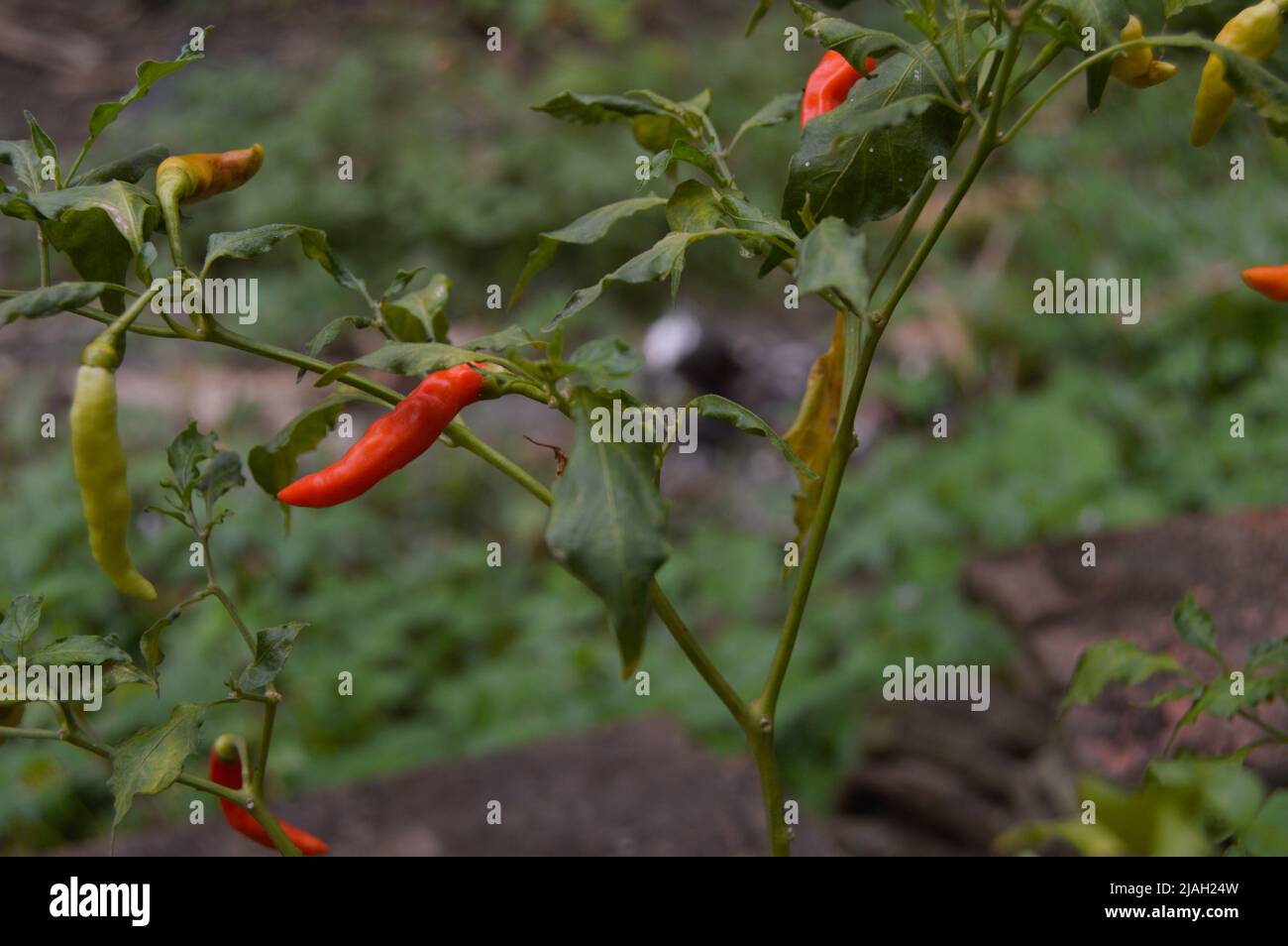 chili tree with fruit starting to turn red Stock Photo - Alamy