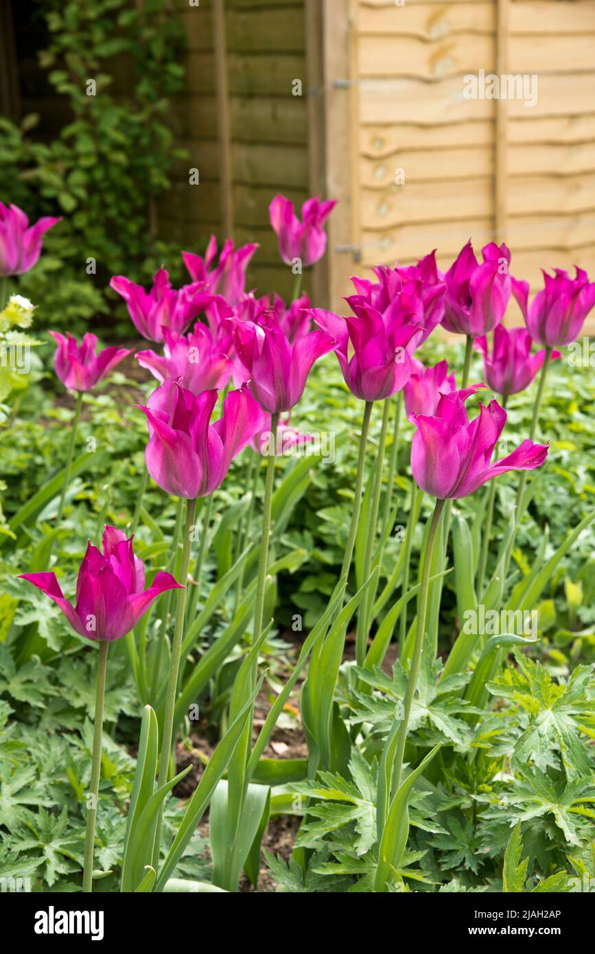 Tulipa, purple dance Stock Photo - Alamy