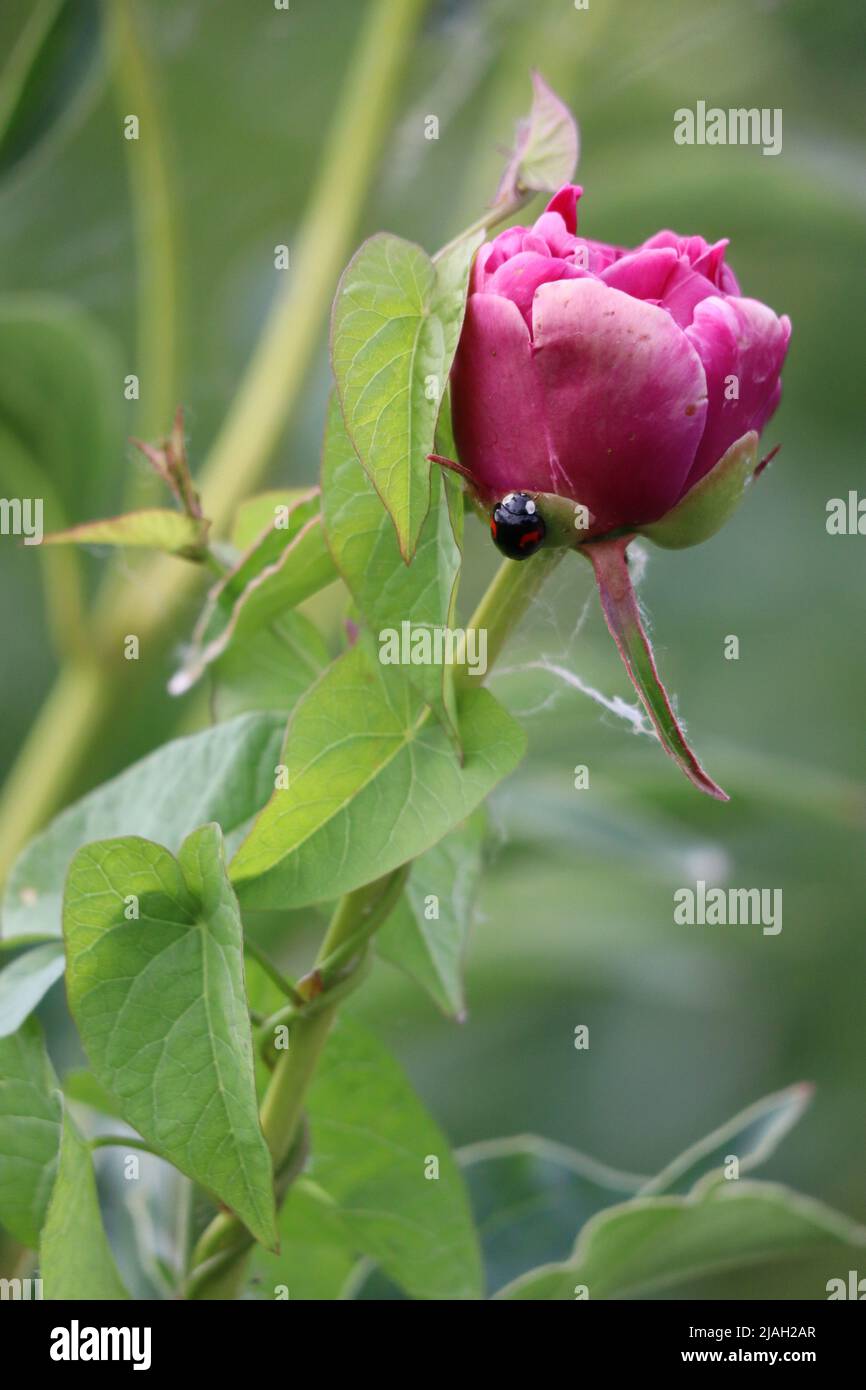 Adalia bipunctata two spot ladybird hi-res stock photography and images ...