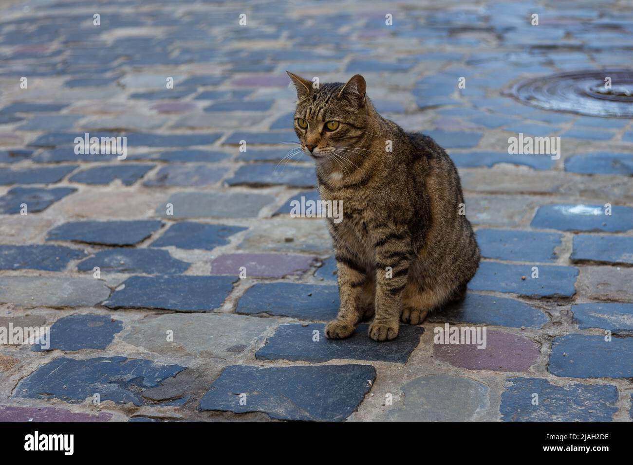 Wild grey cat sitting on the historic cobbled street of Lviv, Ukraine ...