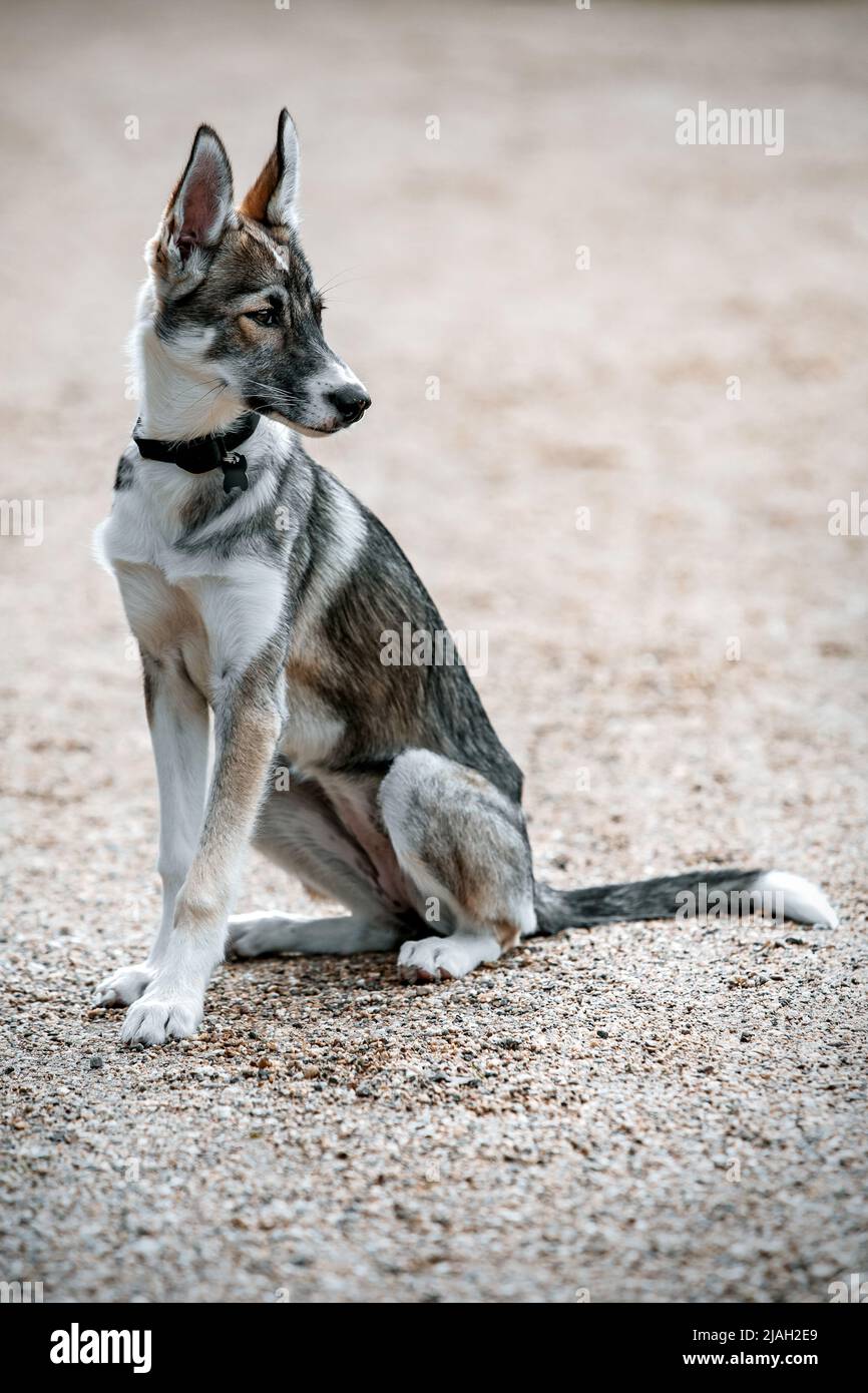 Husky Greyhound Mix