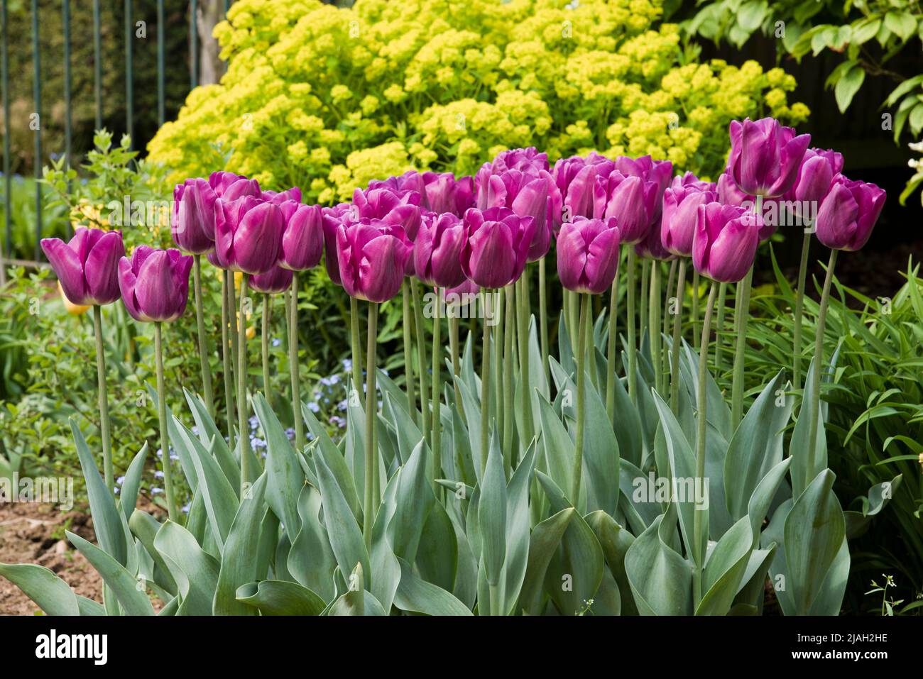 Tulip saigon hi-res stock photography and images - Alamy