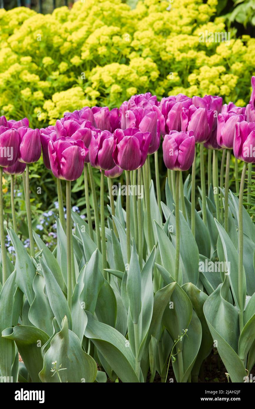 Tulip saigon hi-res stock photography and images - Alamy