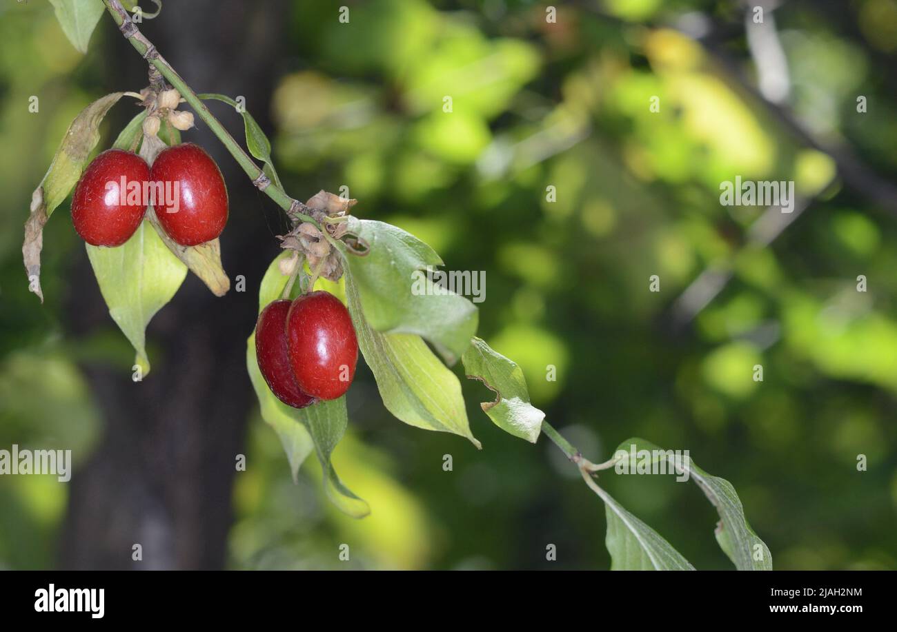 Cornus fruit .Dogwood berries are hanging on a branch of dogwood tree ...