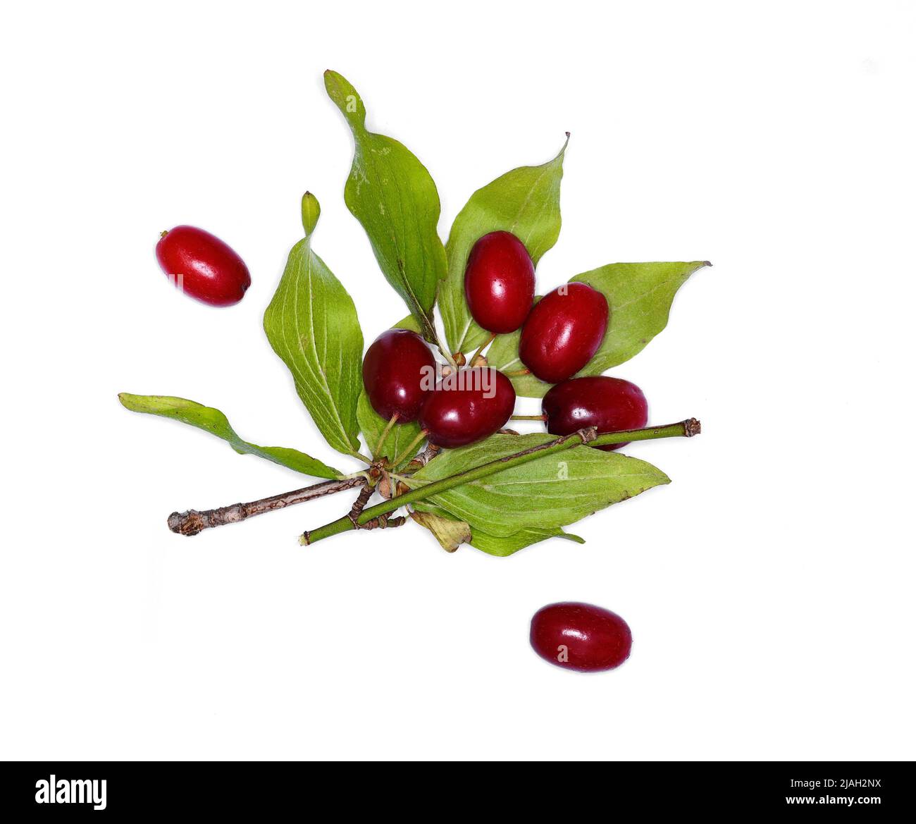 Cornus fruit .Dogwood berries are hanging on a branch of dogwood tree ...