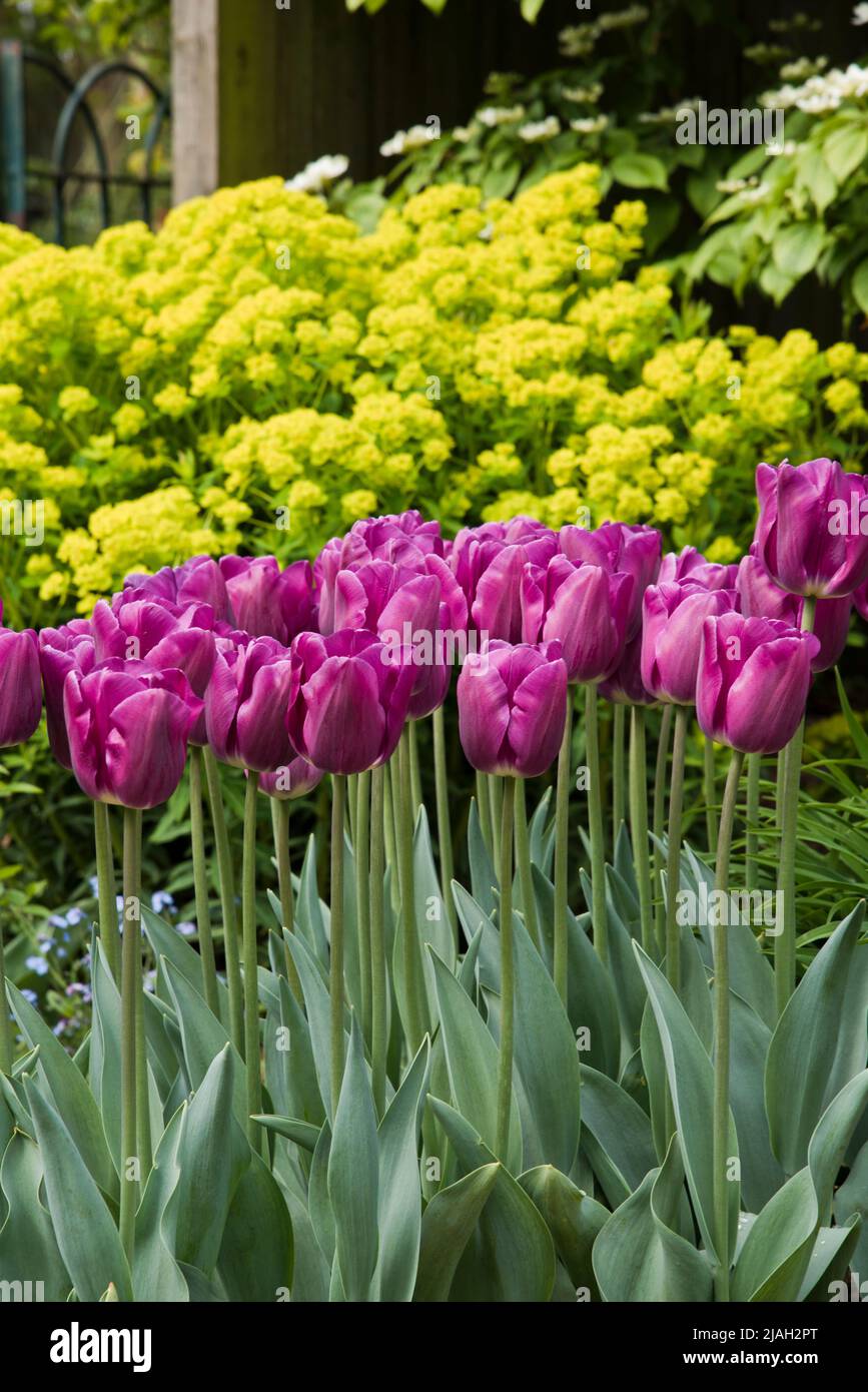 Tulip saigon hi-res stock photography and images - Alamy