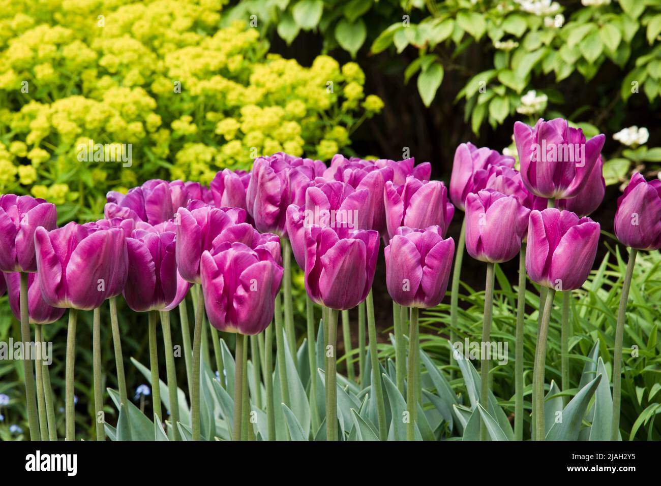 Tulip saigon hi-res stock photography and images - Alamy
