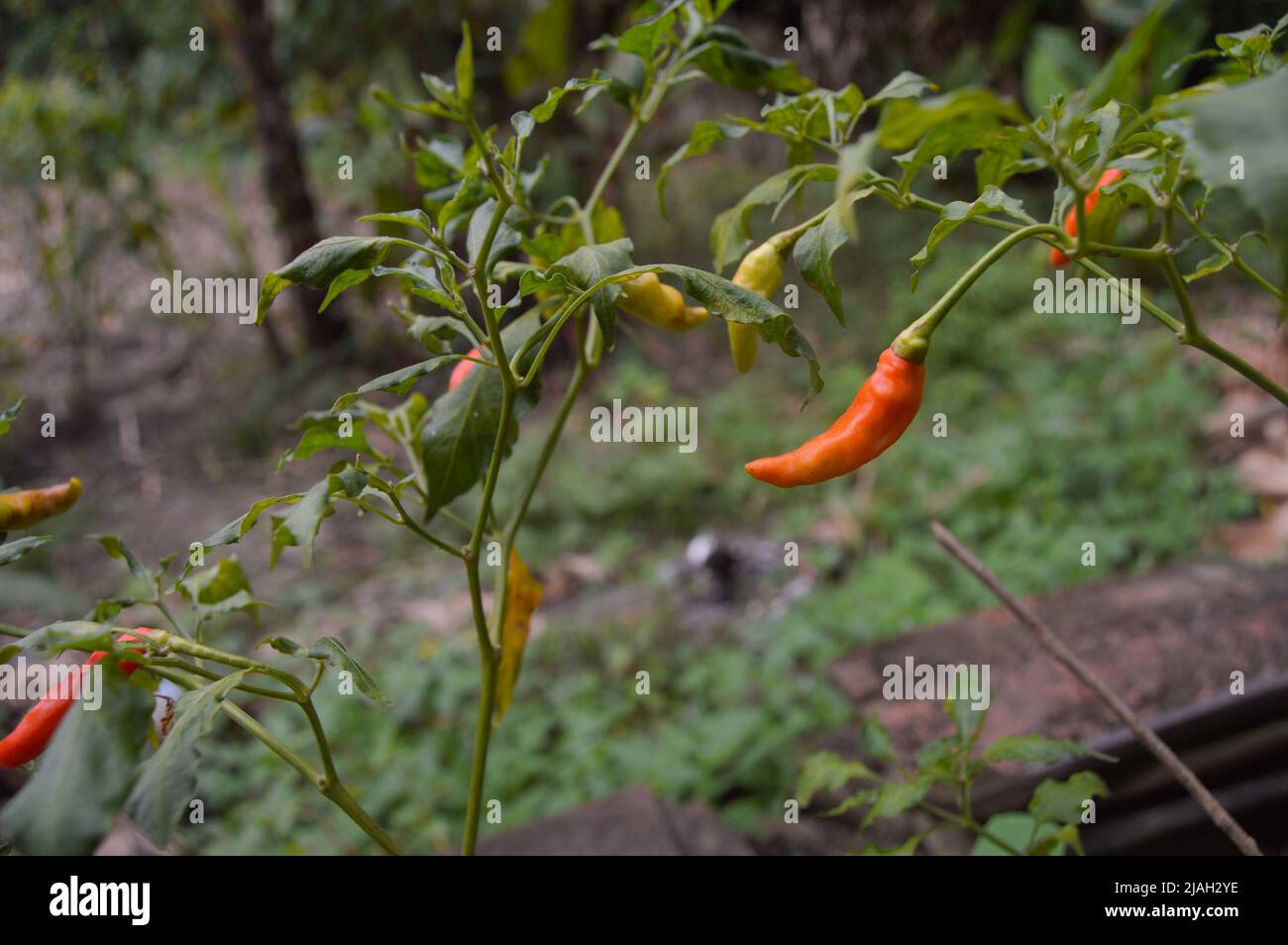 chili tree with fruit starting to turn red Stock Photo - Alamy