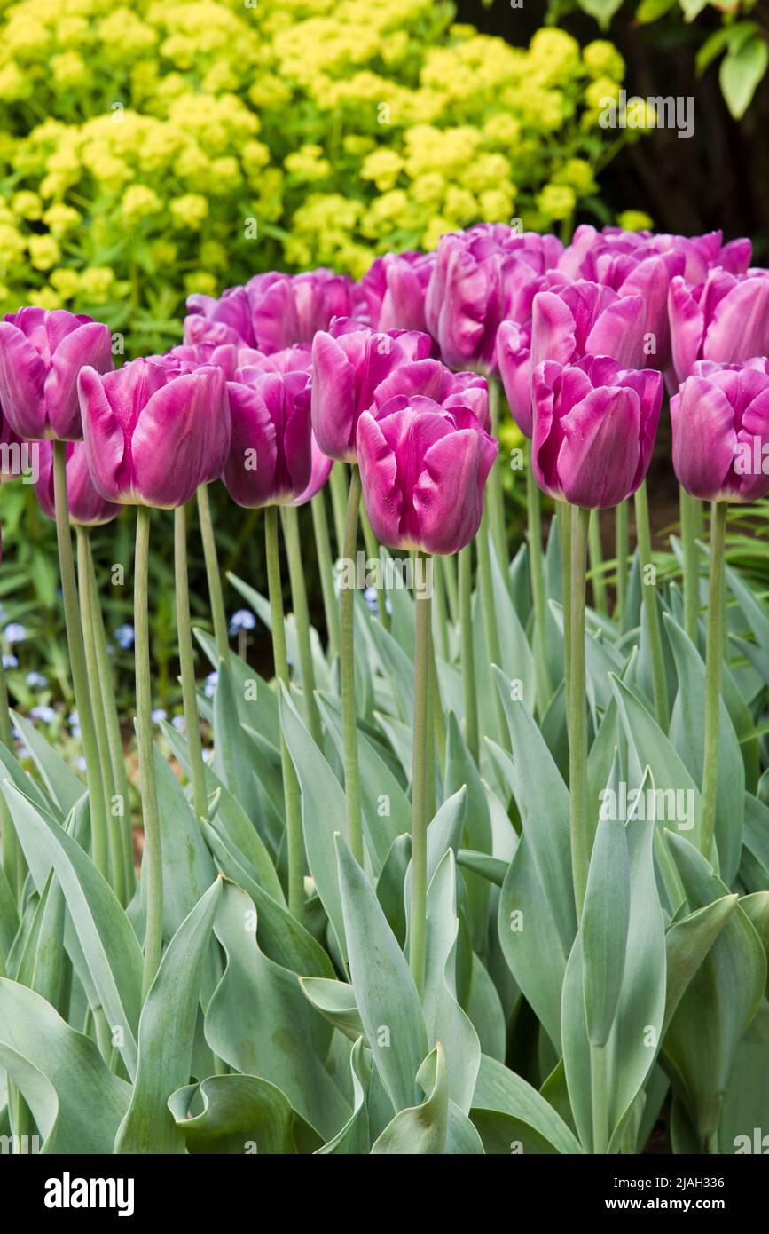 Tulip saigon hi-res stock photography and images - Alamy