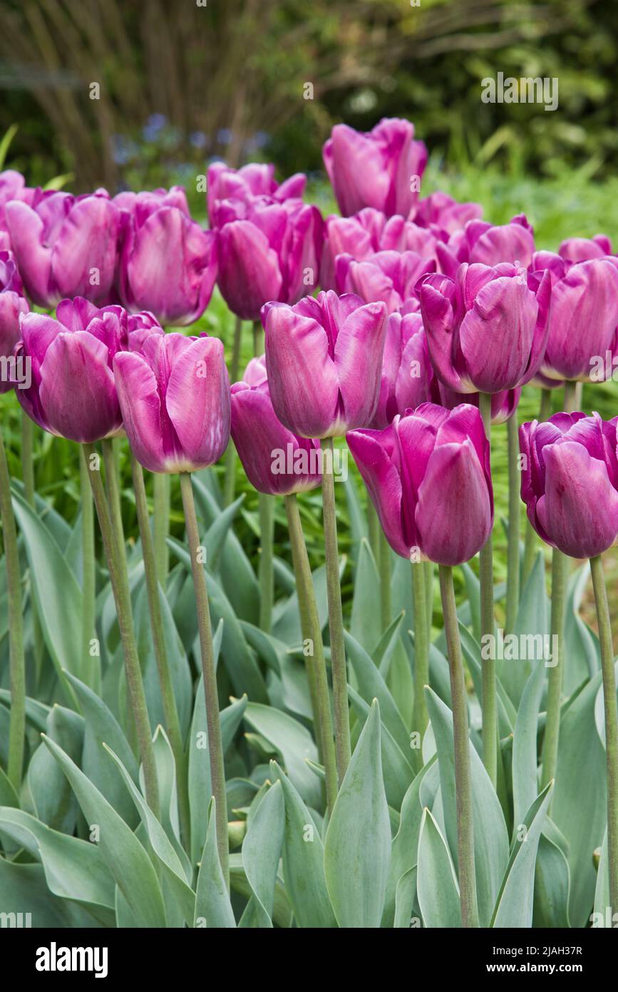 Tulipa saigon hi-res stock photography and images - Alamy