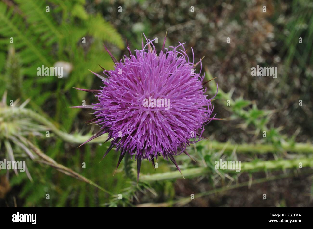 Typical flowers of the Italian peninsula Stock Photo - Alamy