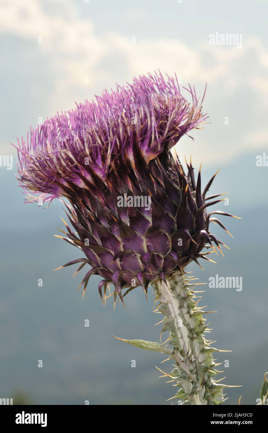 Typical flowers of the Italian peninsula Stock Photo - Alamy