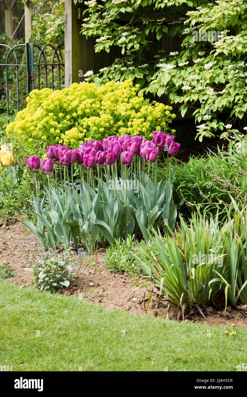 Tulip saigon hi-res stock photography and images - Alamy