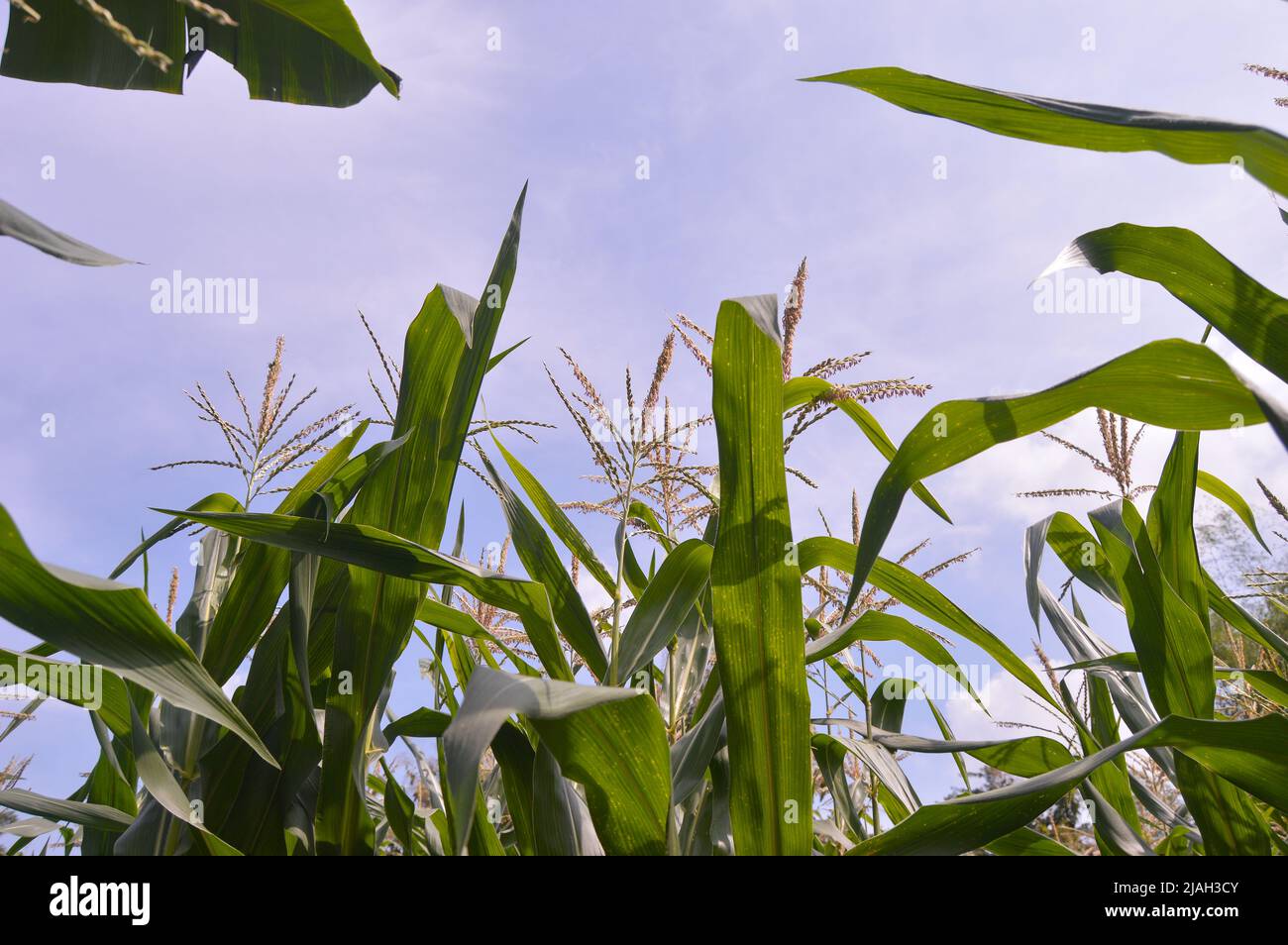 Beautiful farming hi-res stock photography and images - Alamy