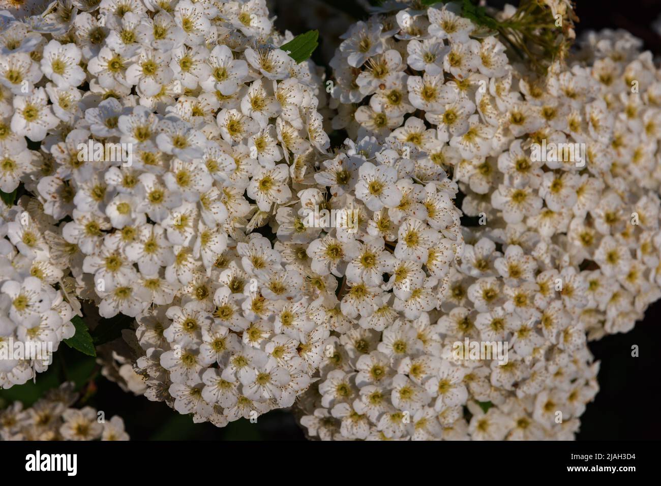 Typical flowers of the Italian peninsula Stock Photo - Alamy