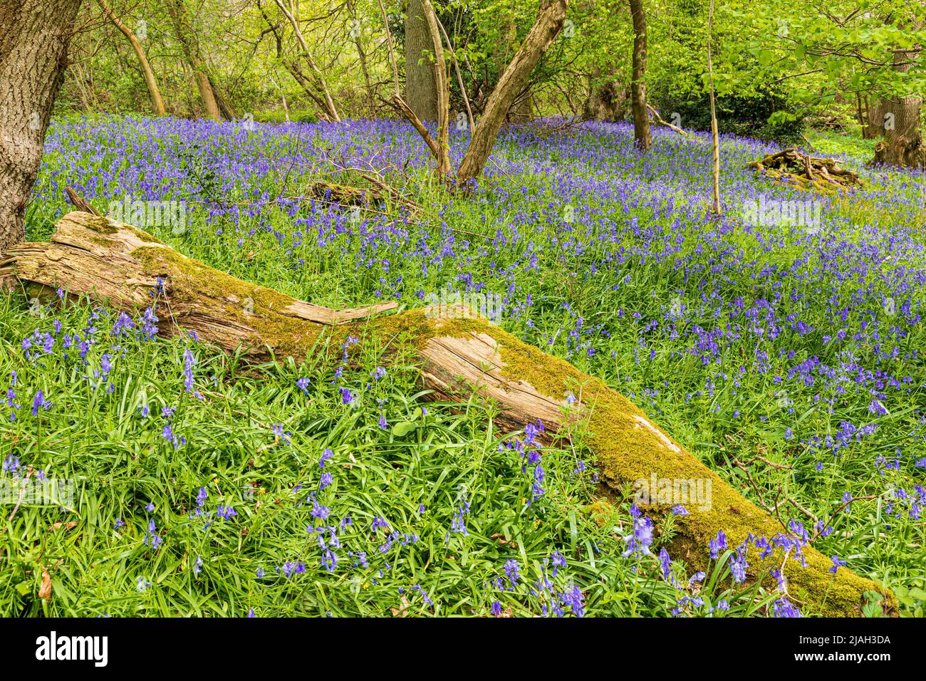 Bluebells flowering in spring hi-res stock photography and images - Alamy
