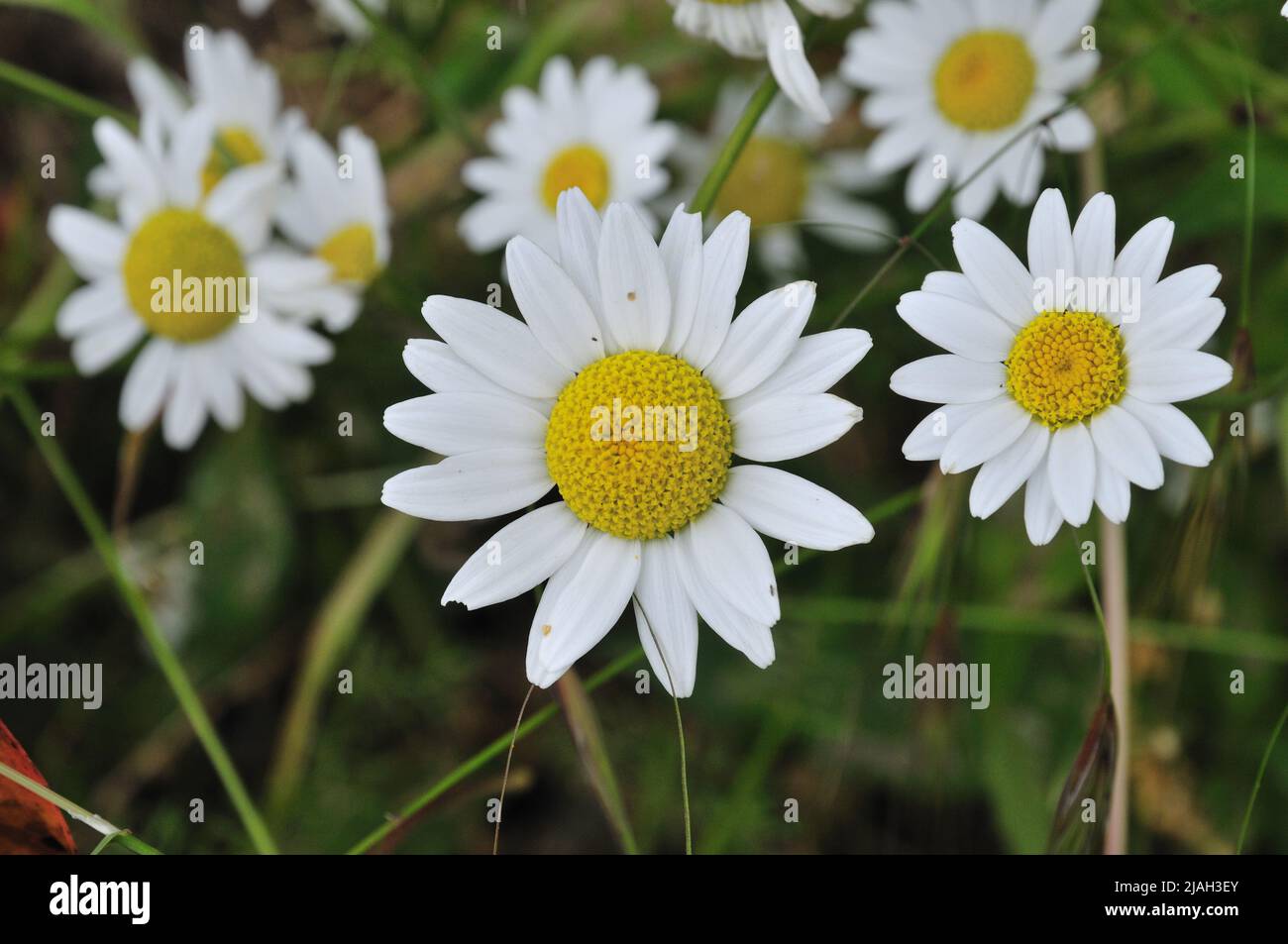 Typical flowers of the Italian peninsula Stock Photo - Alamy