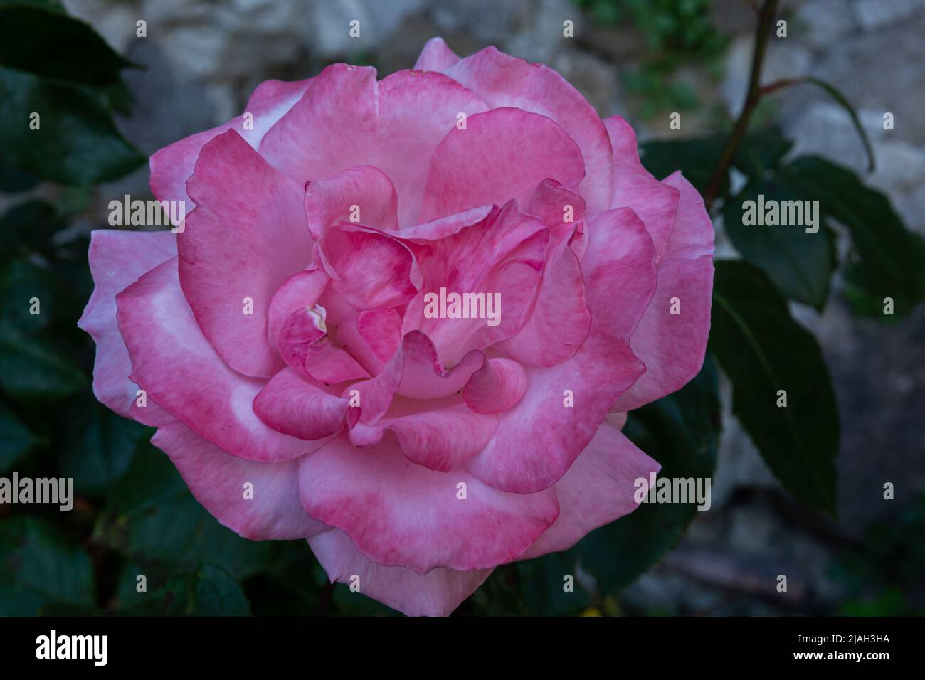 Typical flowers of the Italian peninsula Stock Photo - Alamy