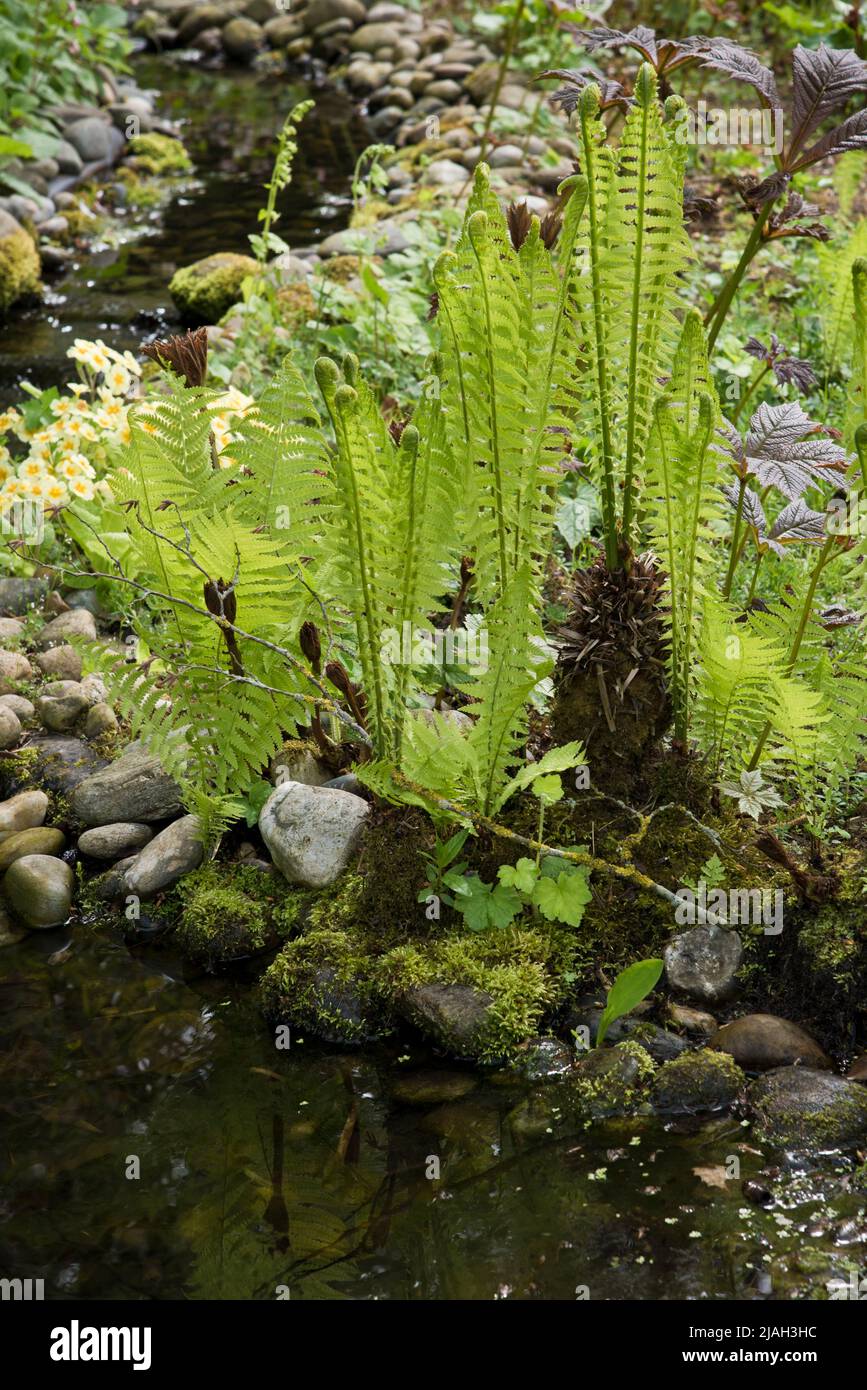 A wetland fern by the edge of a garden pond Stock Photo - Alamy