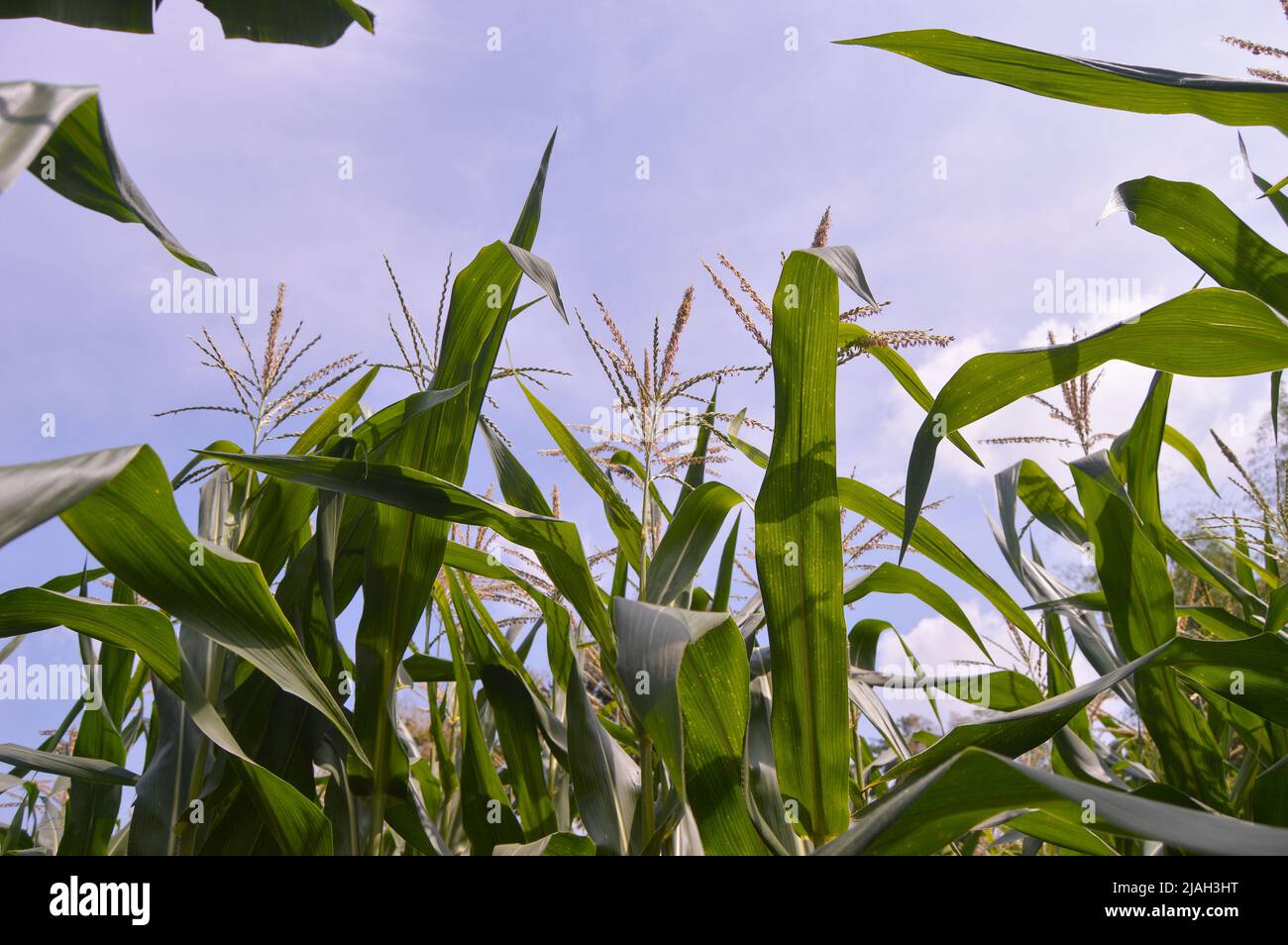 Thrives in sun hi-res stock photography and images - Alamy